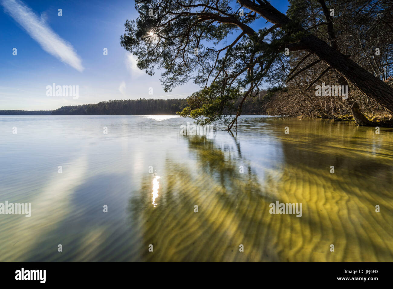 Low hanging trees on the edge of the grosser stechlinsee hi-res stock ...
