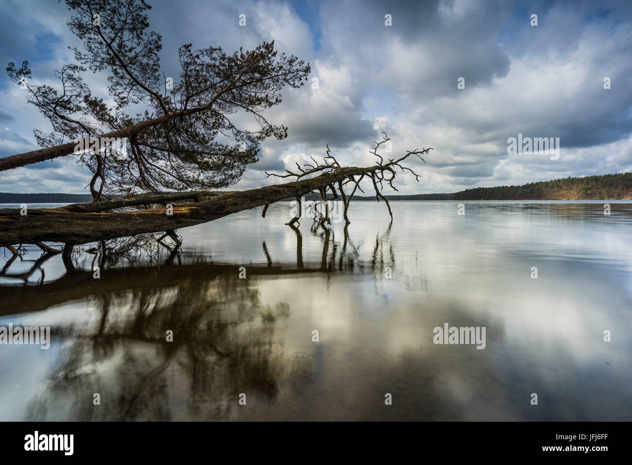 Fallen trees on the edge of the Großer Stechlinsee, Neuglobsow ...
