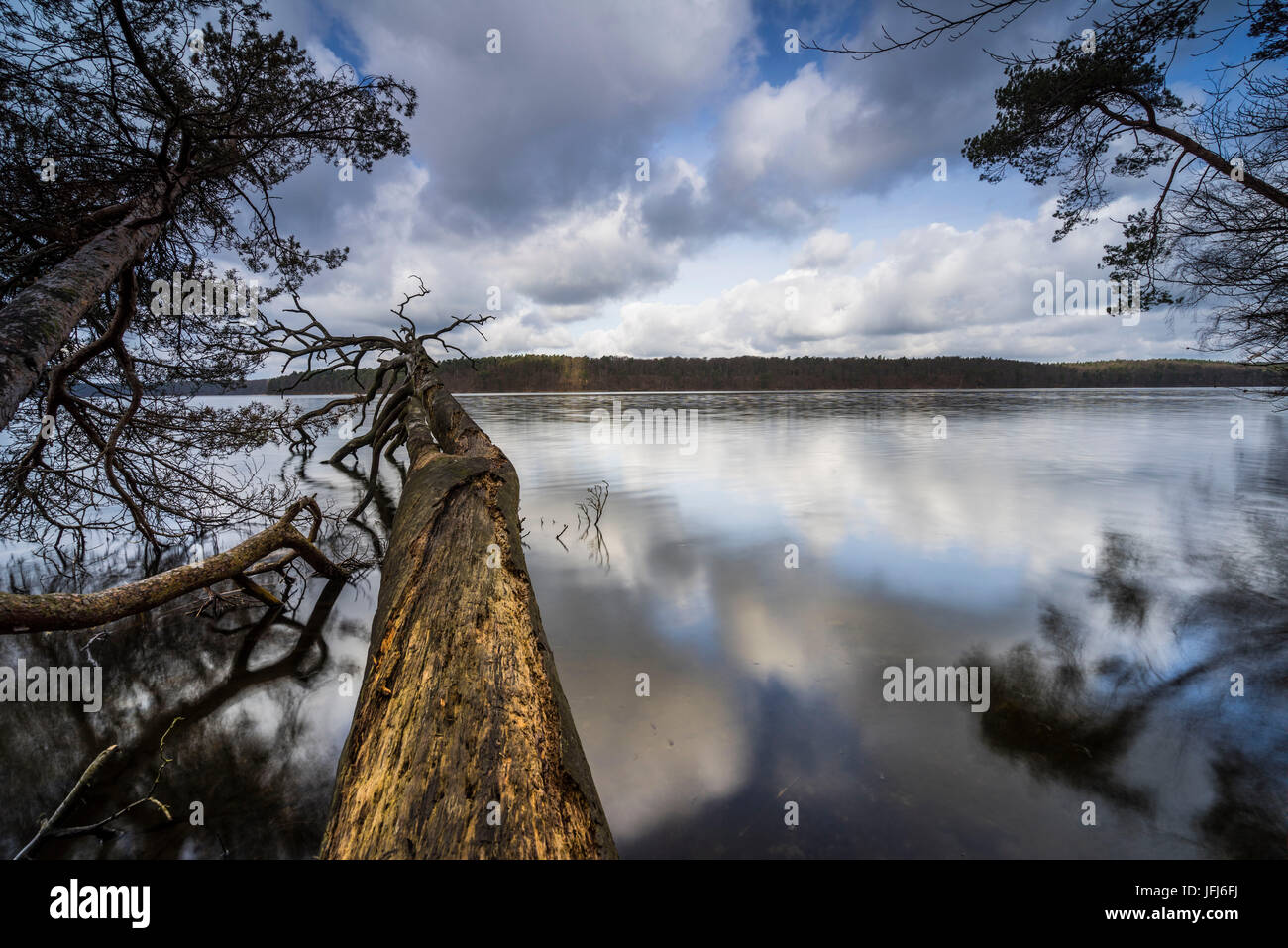 Fallen trees on the edge of the Großer Stechlinsee, Neuglobsow ...