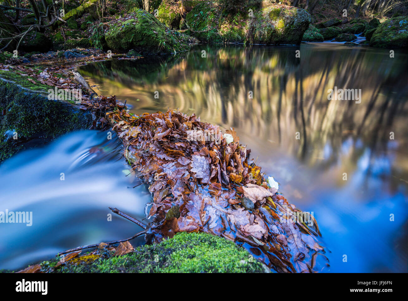 Coloured autumn foliage in a stream course, close up Stock Photo - Alamy