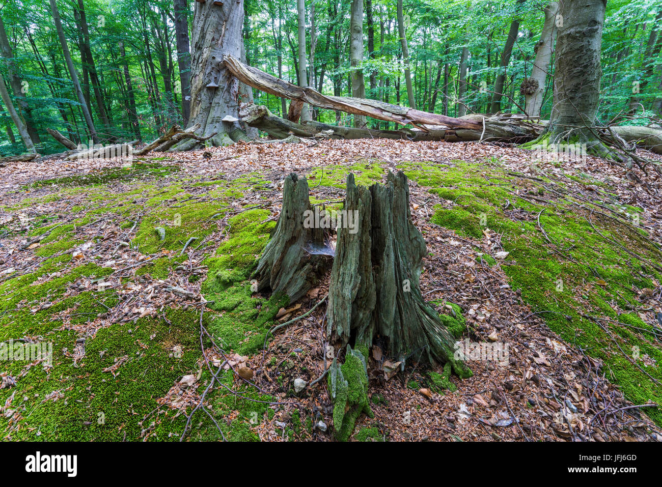 The Original Forest High Resolution Stock Photography and Images - Alamy