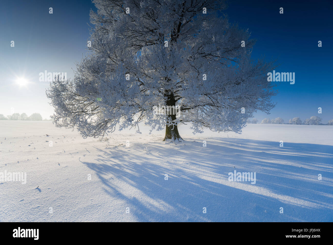 Single broad-leaved tree with hoarfrost in winter scenery, Triebtal ...
