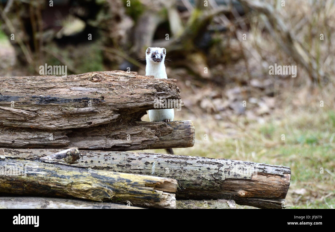 White ermines hi-res stock photography and images - Alamy
