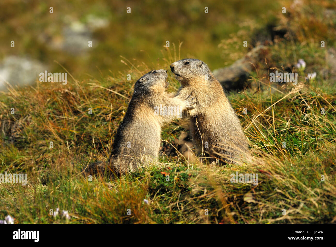 Alp groundhogs hi-res stock photography and images - Alamy