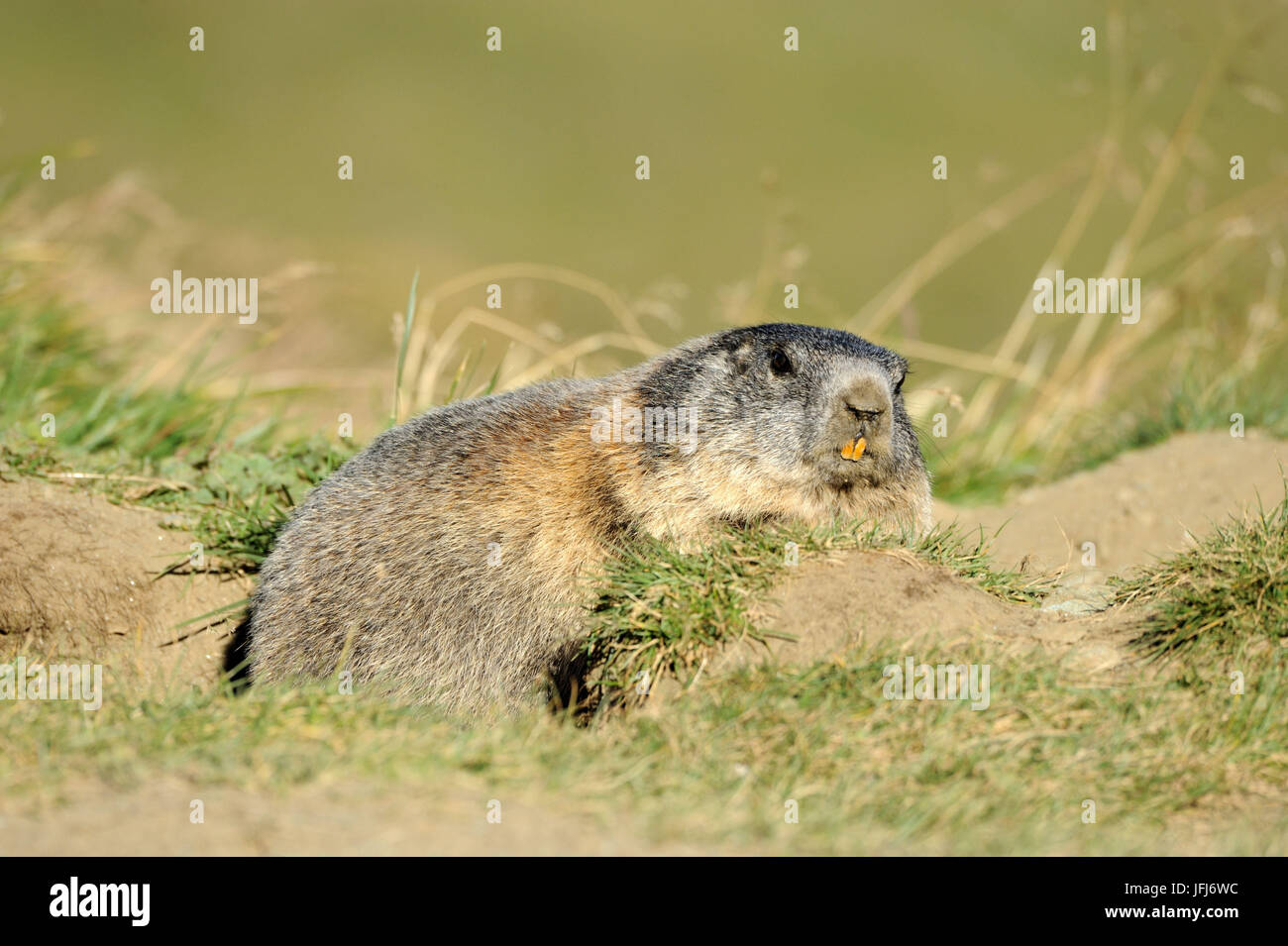 Alp groundhogs hi-res stock photography and images - Alamy