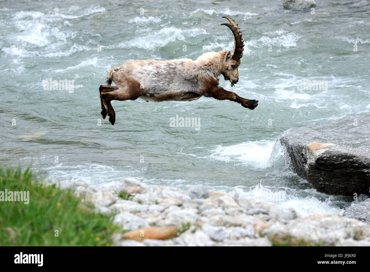 Crack animals hi-res stock photography and images - Alamy