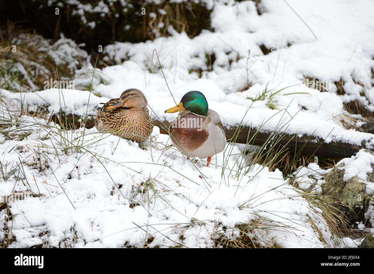Mating mallards hi-res stock photography and images - Alamy