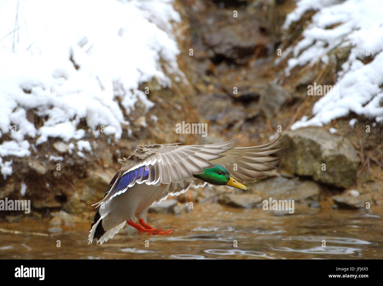 Mating mallards hi-res stock photography and images - Alamy