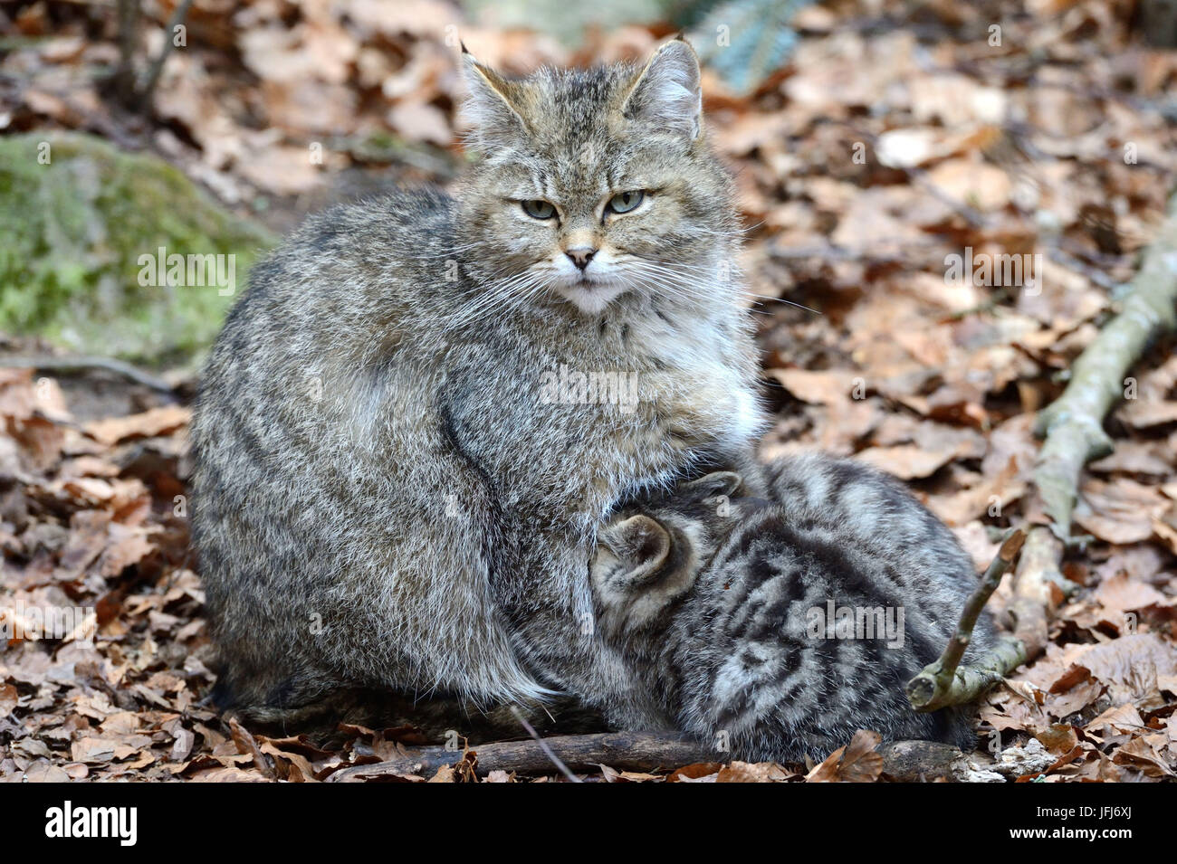 Wildcat with offspring Stock Photo - Alamy