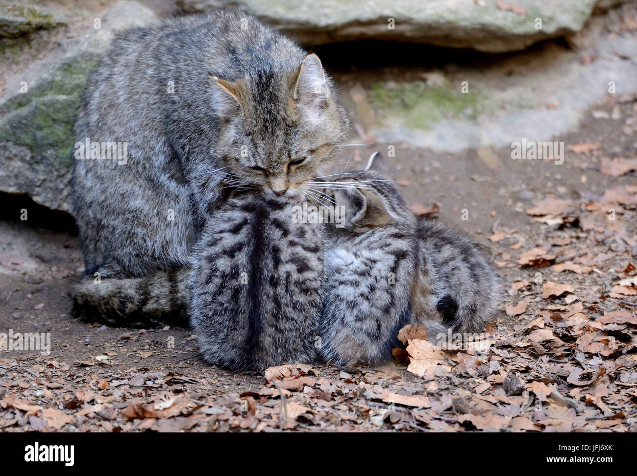 Wildcat with offspring Stock Photo - Alamy