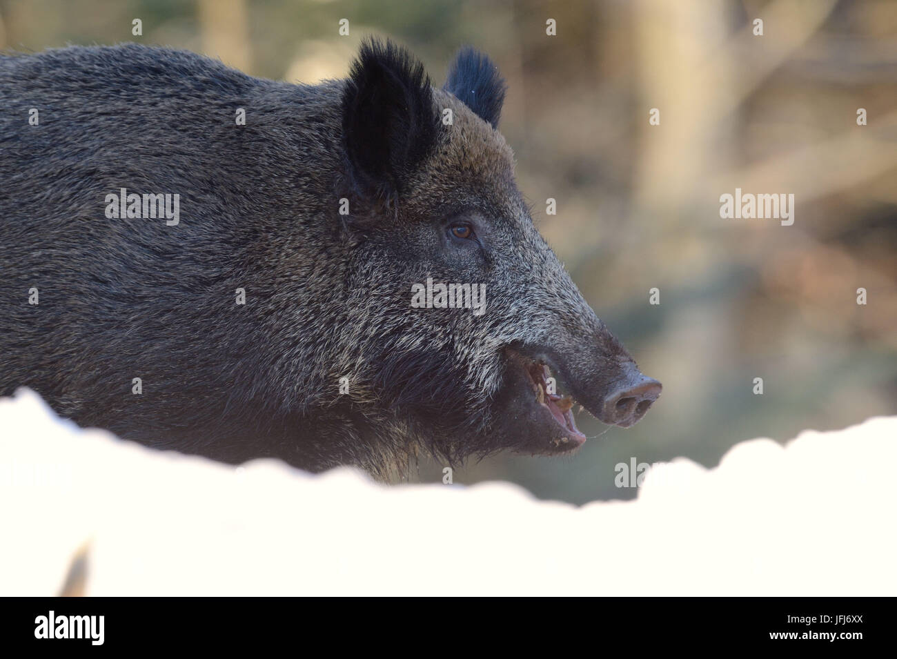 Wild boar in winter Stock Photo - Alamy