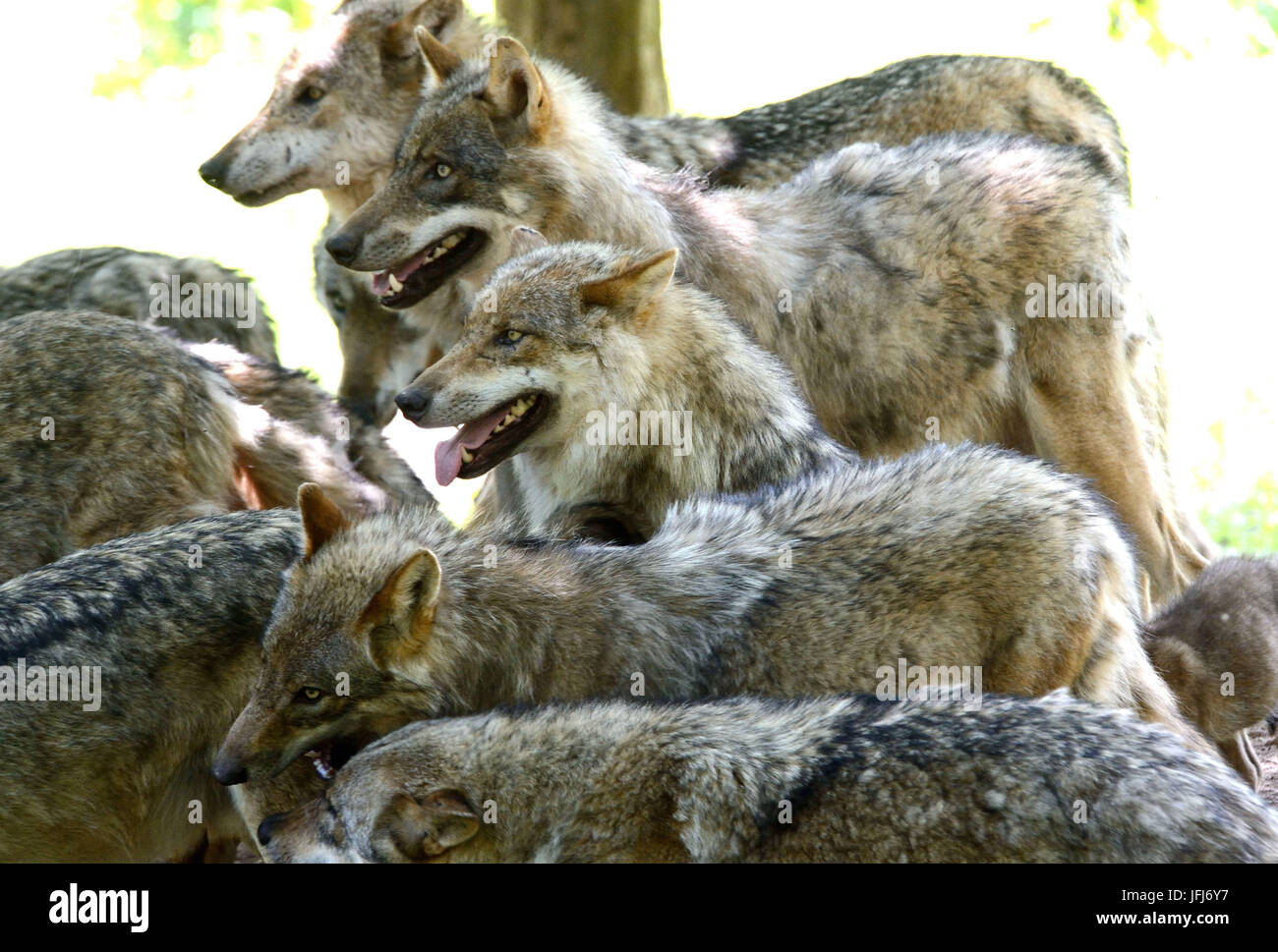 Wolf herds hi-res stock photography and images - Alamy