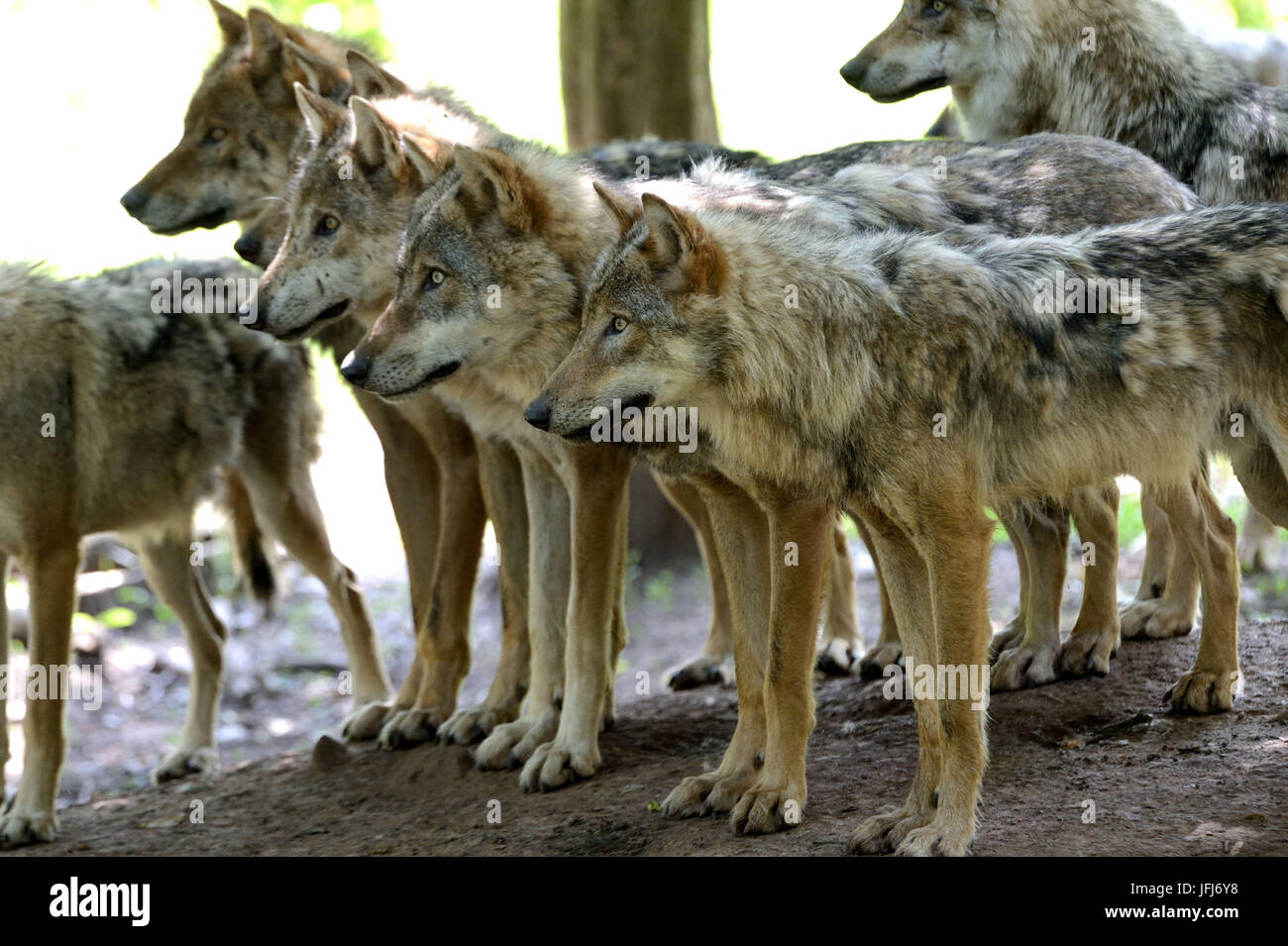 Wolf herds hi-res stock photography and images - Alamy