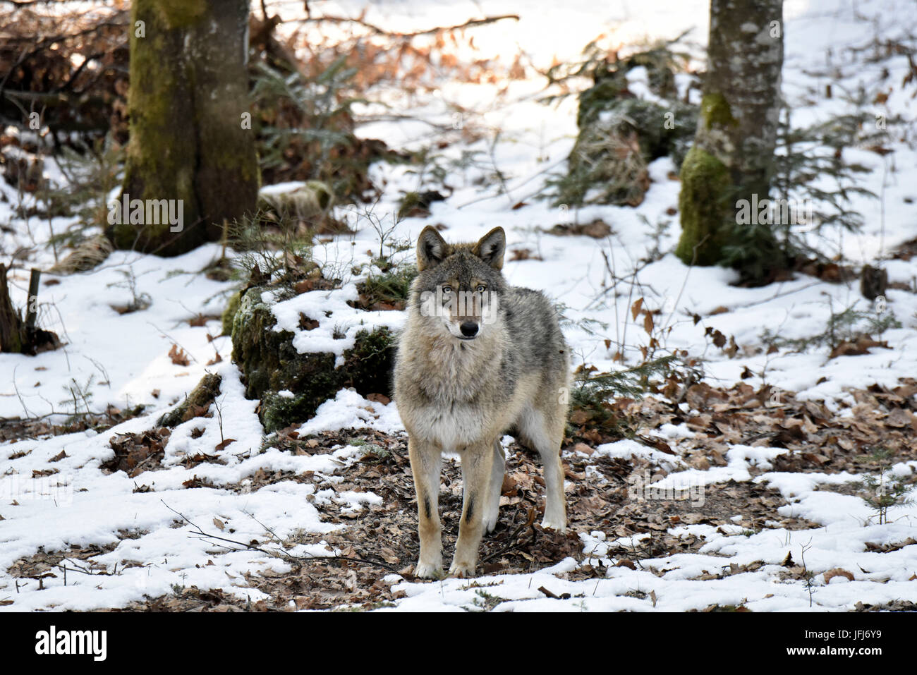 Wolf in winter Stock Photo - Alamy