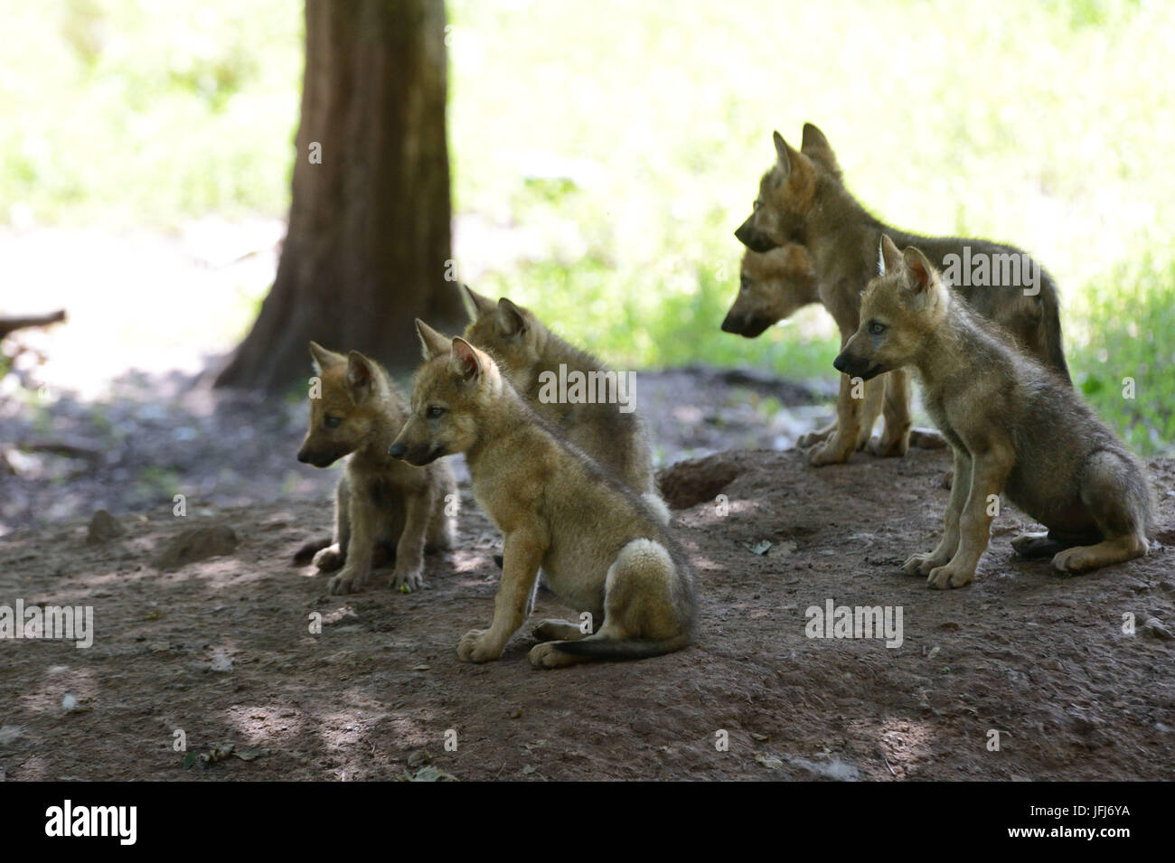 Wolves, young animals Stock Photo - Alamy