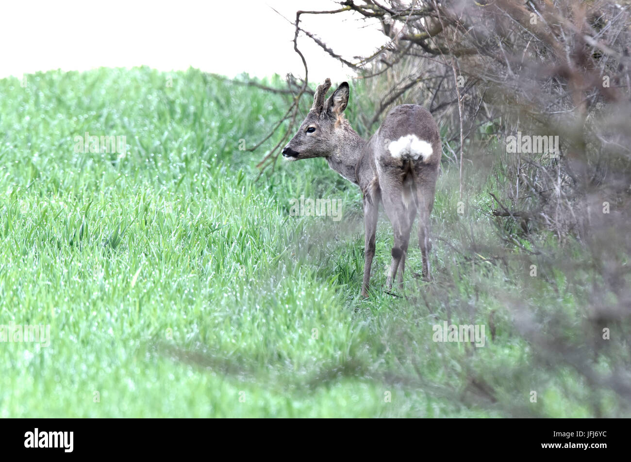 young roebuck in the field, spring Stock Photo - Alamy