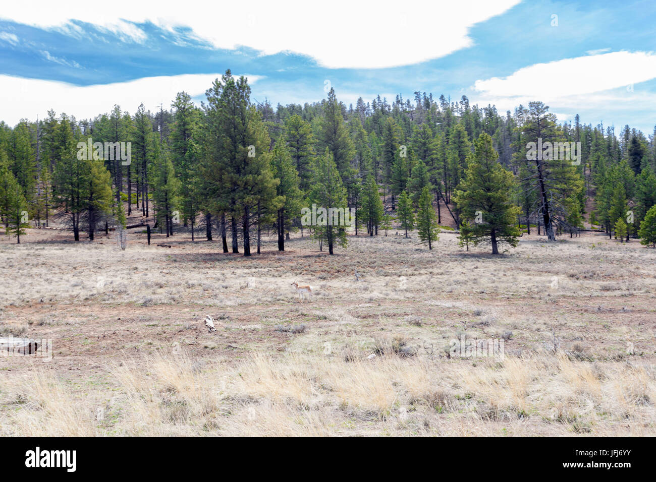 Forest in bryce canyon hi-res stock photography and images - Alamy