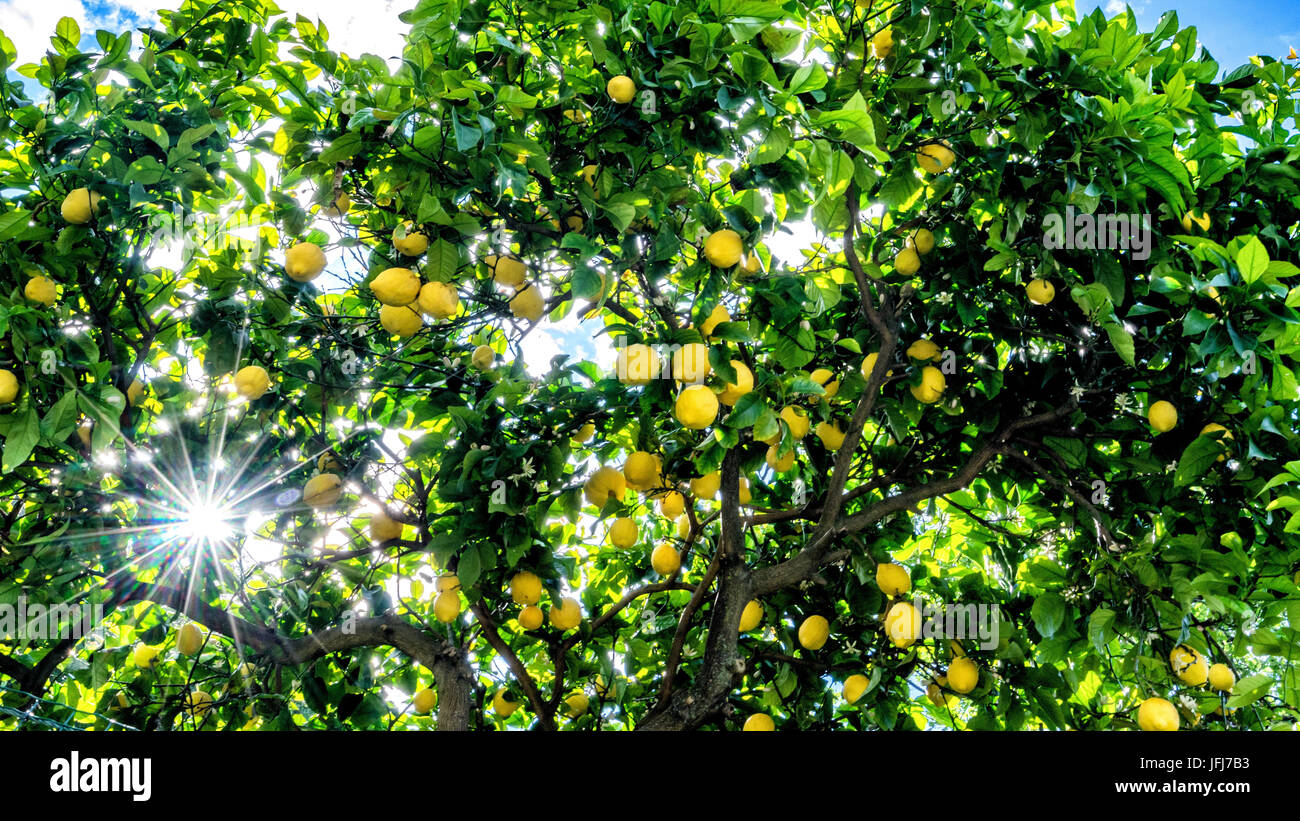 Lemon tree with palmaria in the back light hi-res stock photography and ...