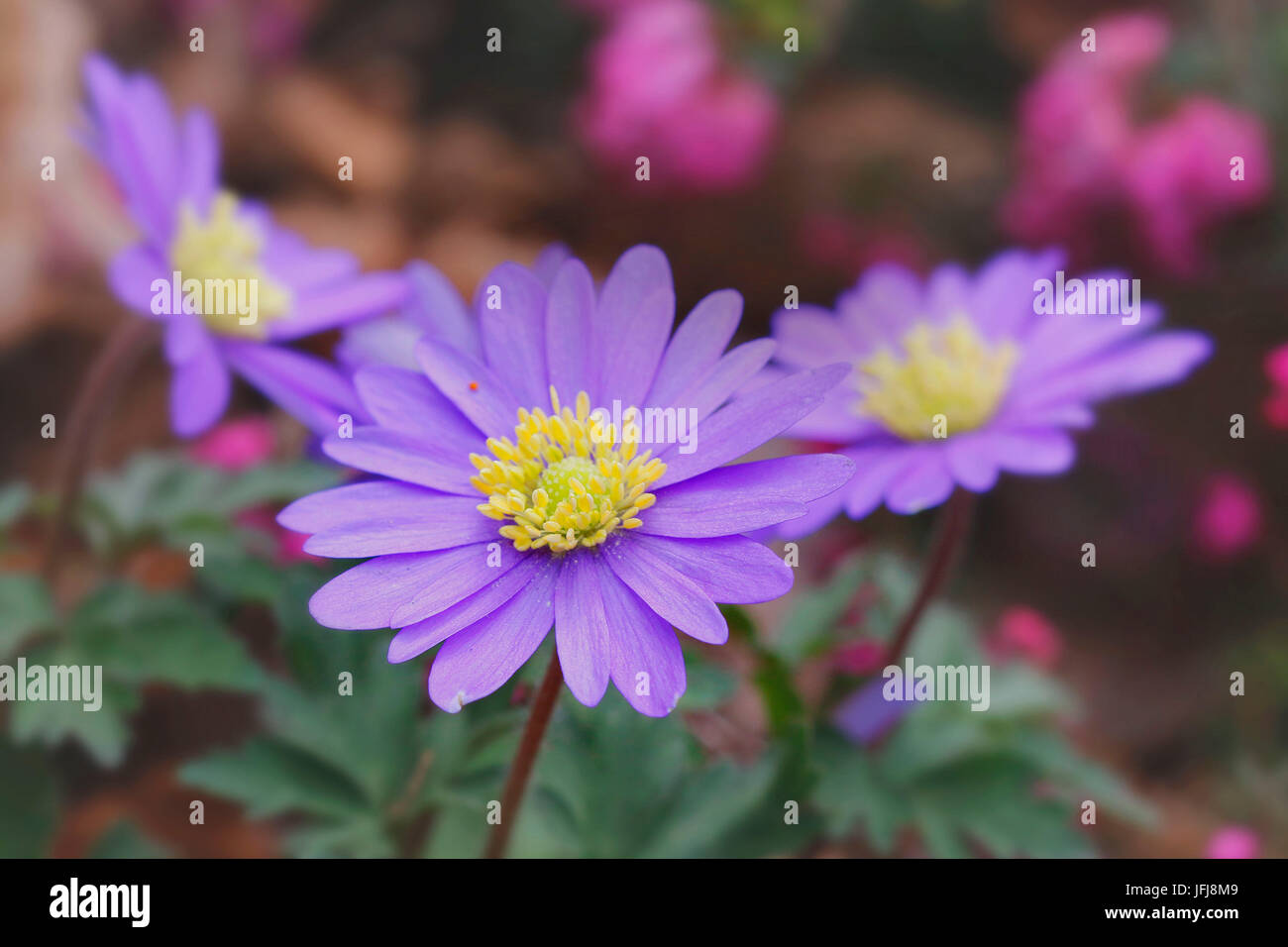 Greek anemone hi-res stock photography and images - Alamy