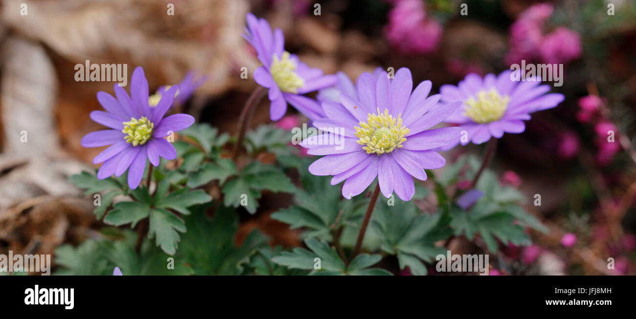 Greek anemone hi-res stock photography and images - Alamy