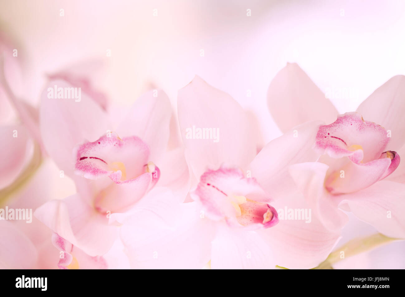 Beautiful enchanting orchid flowers hi-res stock photography and images ...