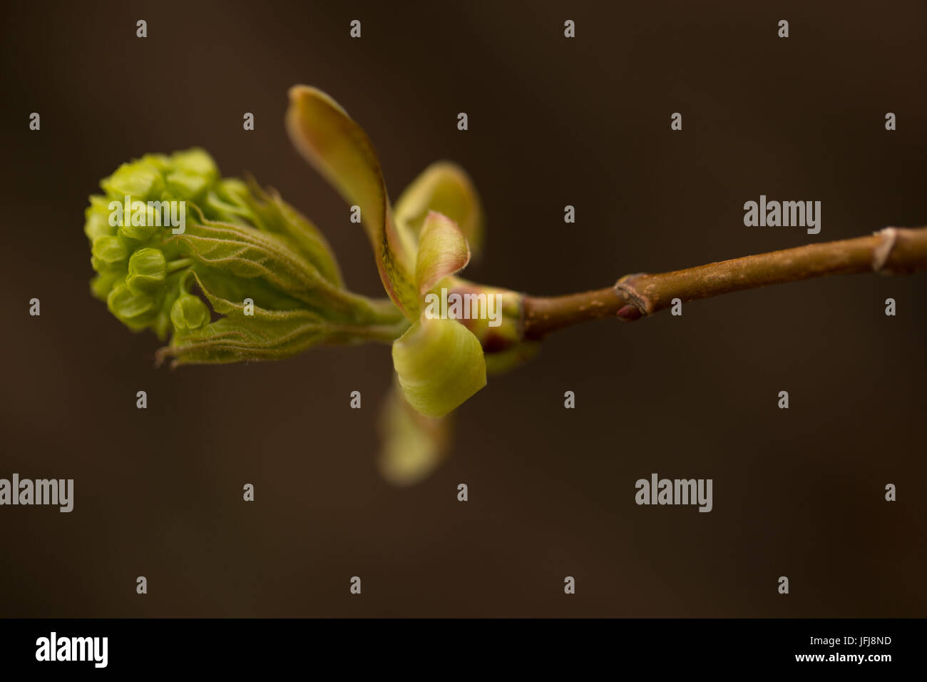 Maple tree buds hi-res stock photography and images - Alamy
