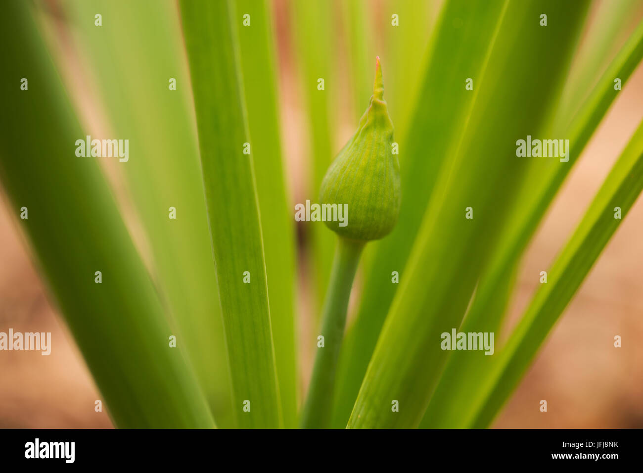 Green Allium Bud Stock Photo - Alamy