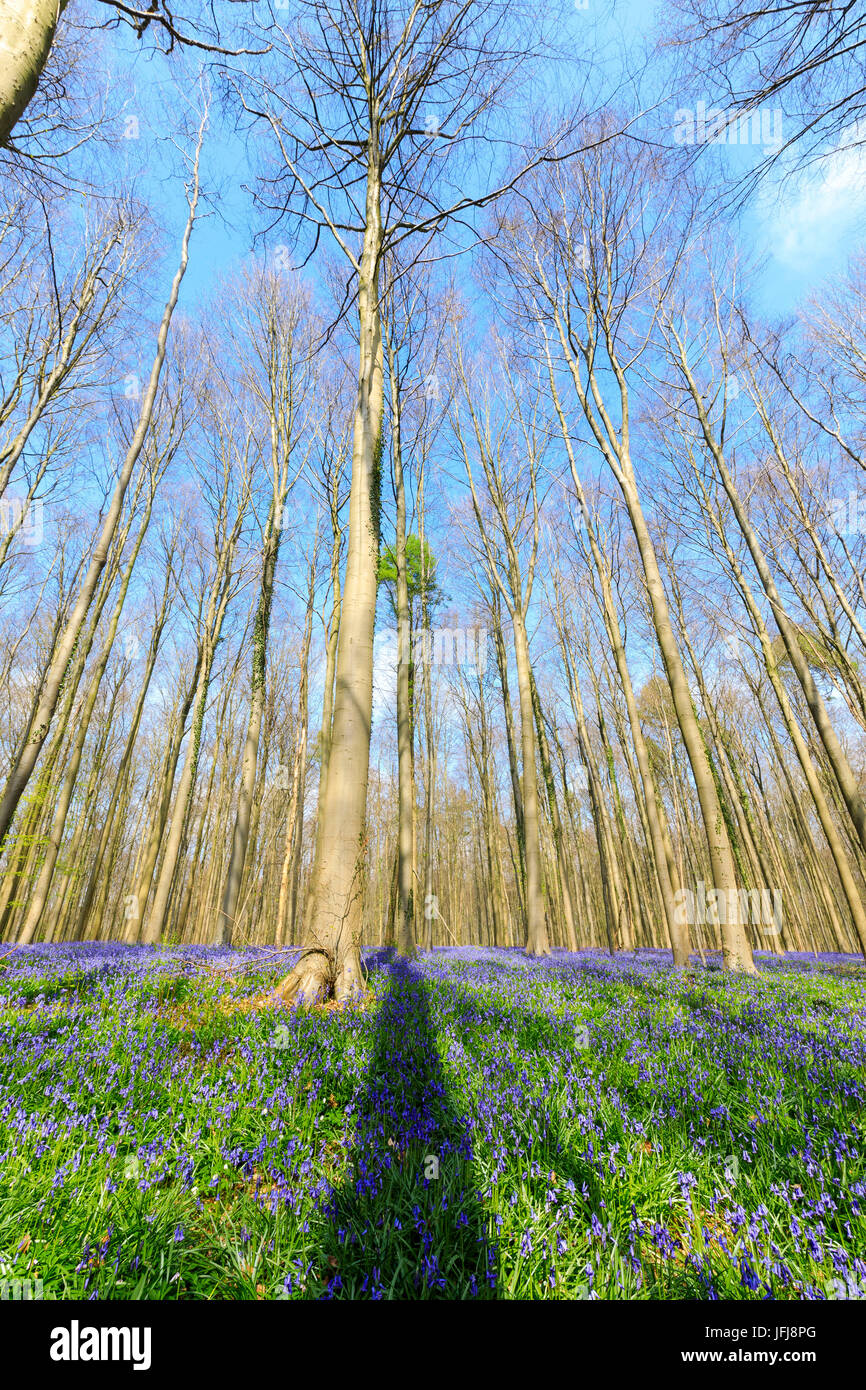 Blue sky on the Sequoia trees framed by the purple carpet of blooming ...