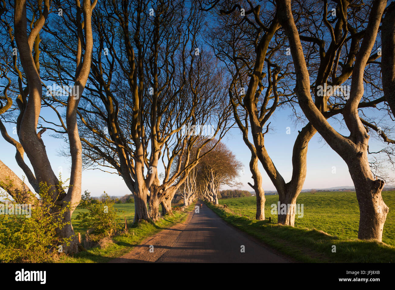 UK, Northern Ireland, County Antrim, Ballymoney, The Dark Hedges, tree ...