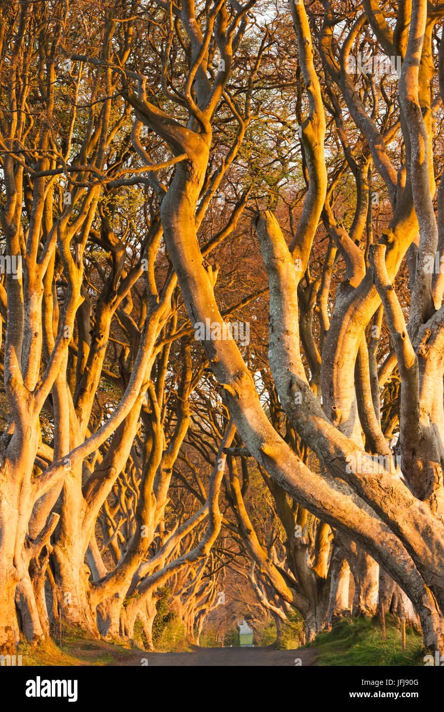 UK, Northern Ireland, County Antrim, Ballymoney, The Dark Hedges, tree ...