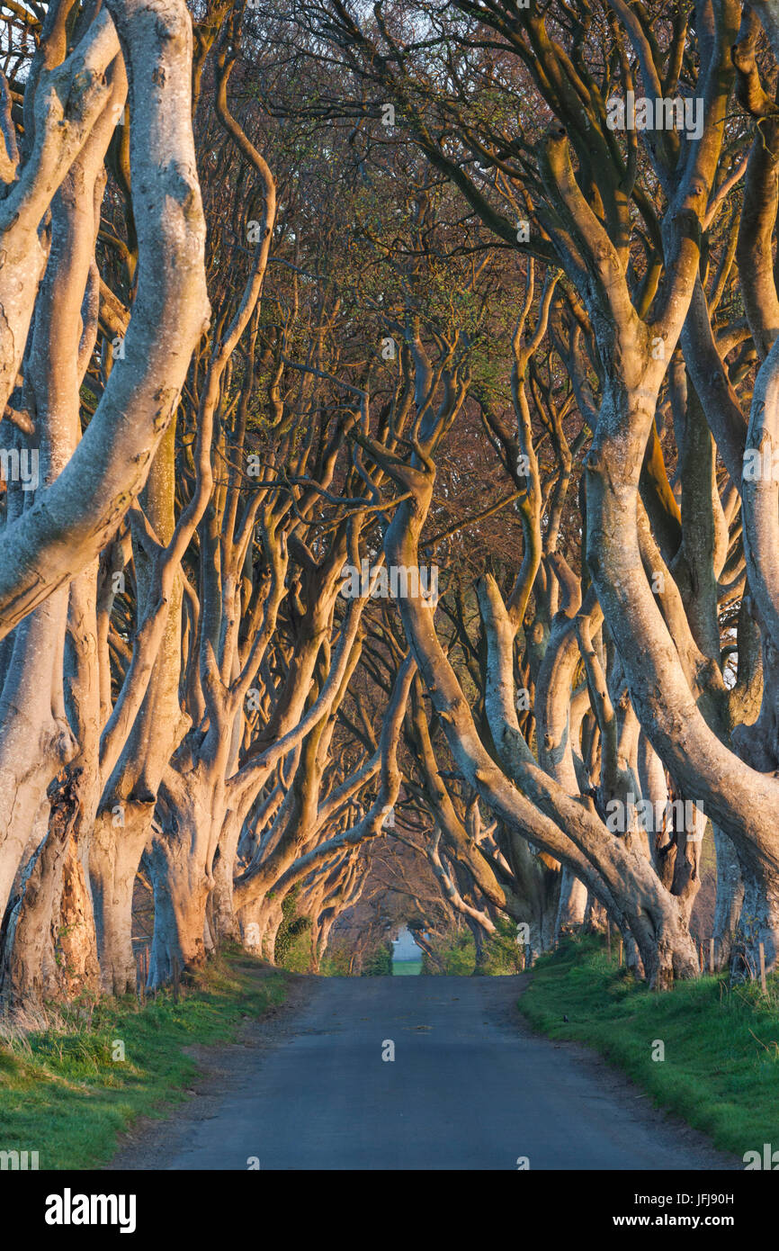 UK, Northern Ireland, County Antrim, Ballymoney, The Dark Hedges, tree ...