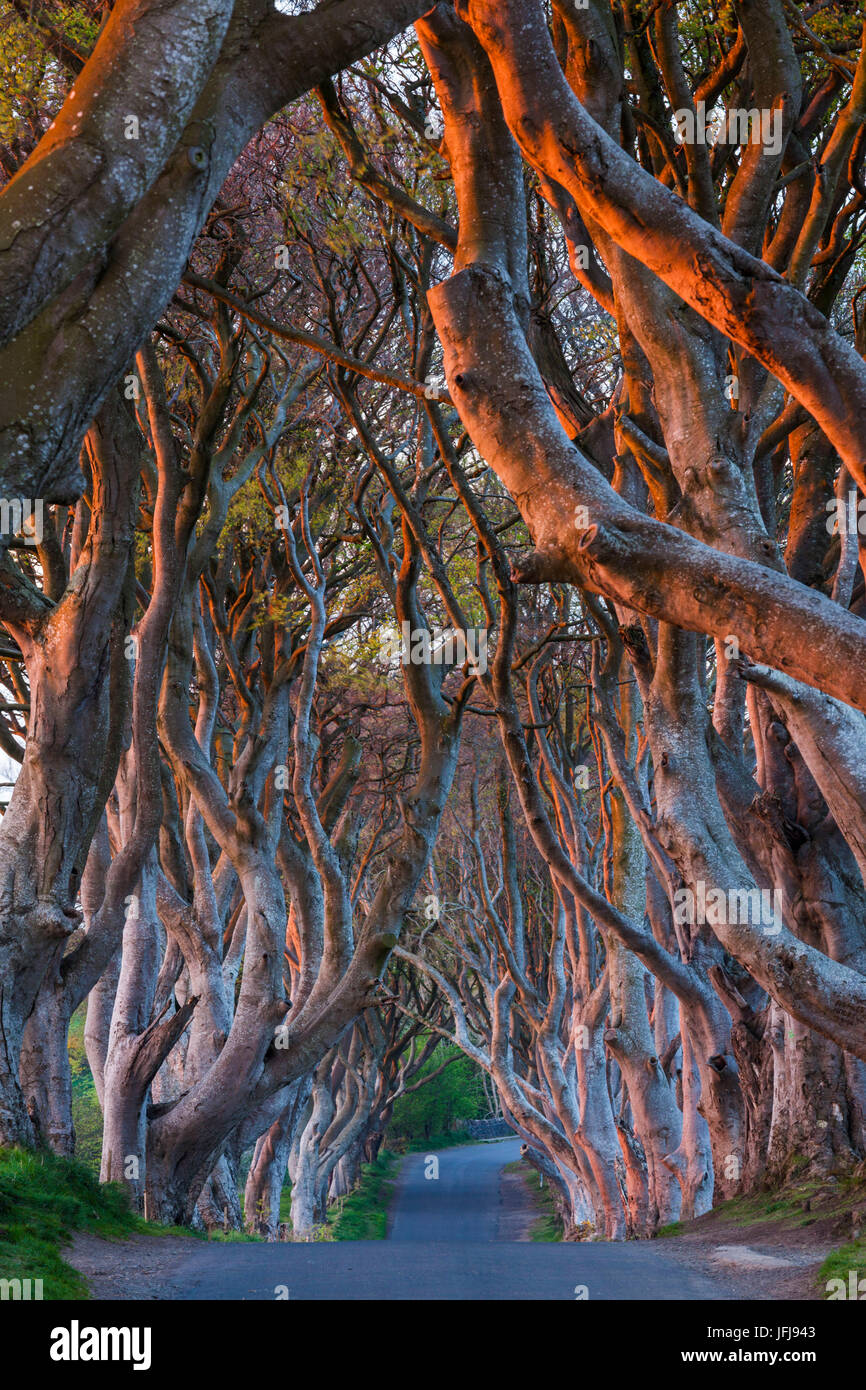 UK, Northern Ireland, County Antrim, Ballymoney, The Dark Hedges, tree ...