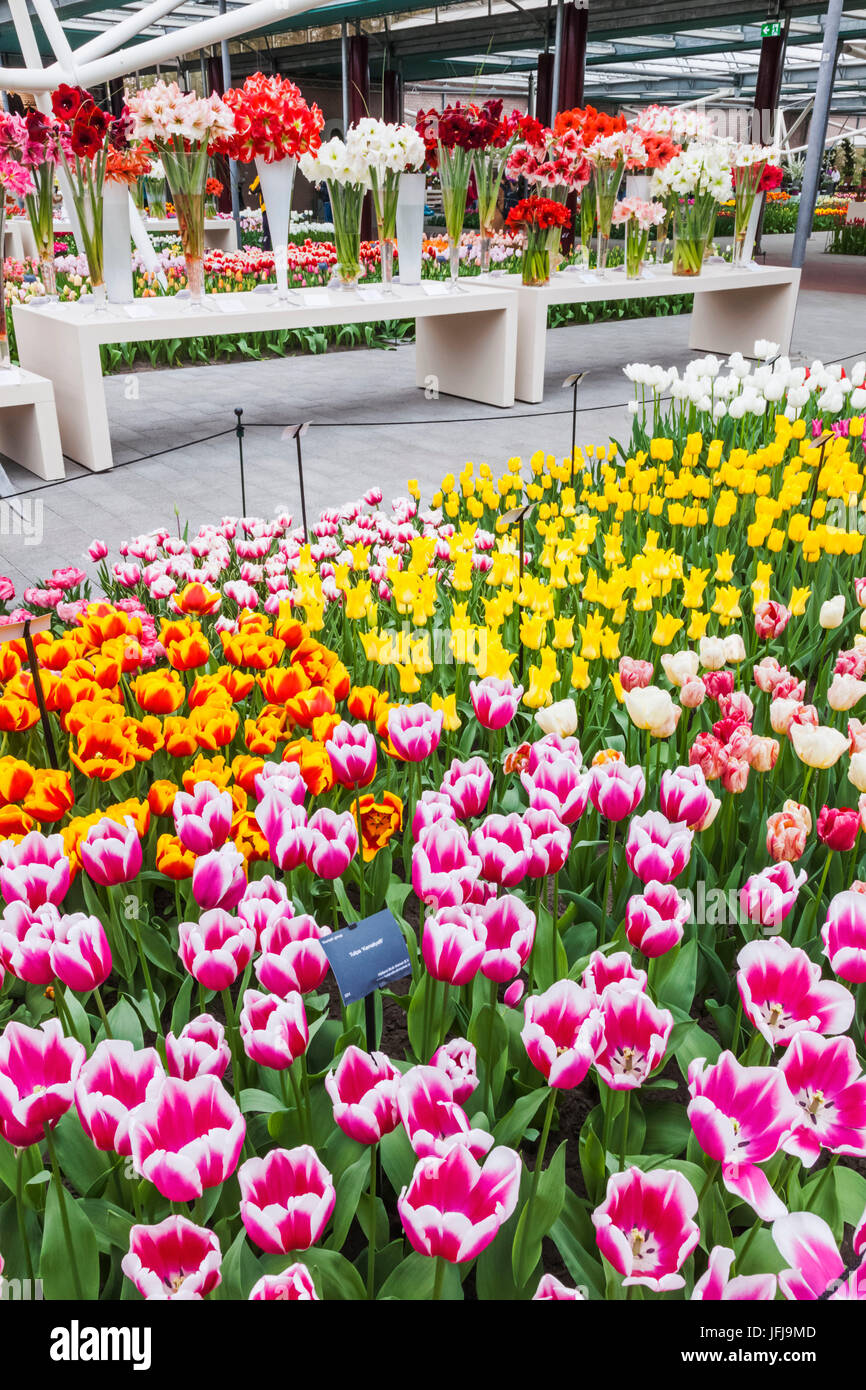 Spring Tulip Display High Resolution Stock Photography and Images - Alamy