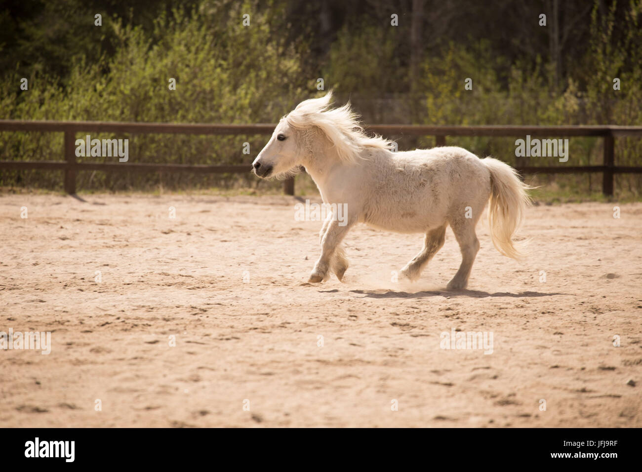 Running shetland pony hi-res stock photography and images - Alamy