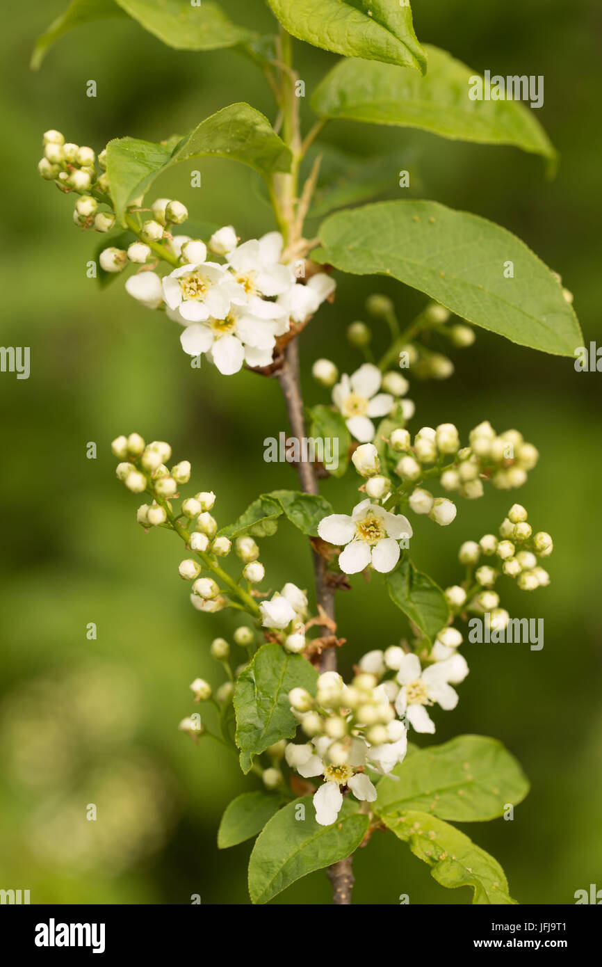 Bird Cherry branch with flowers and buds Stock Photo - Alamy