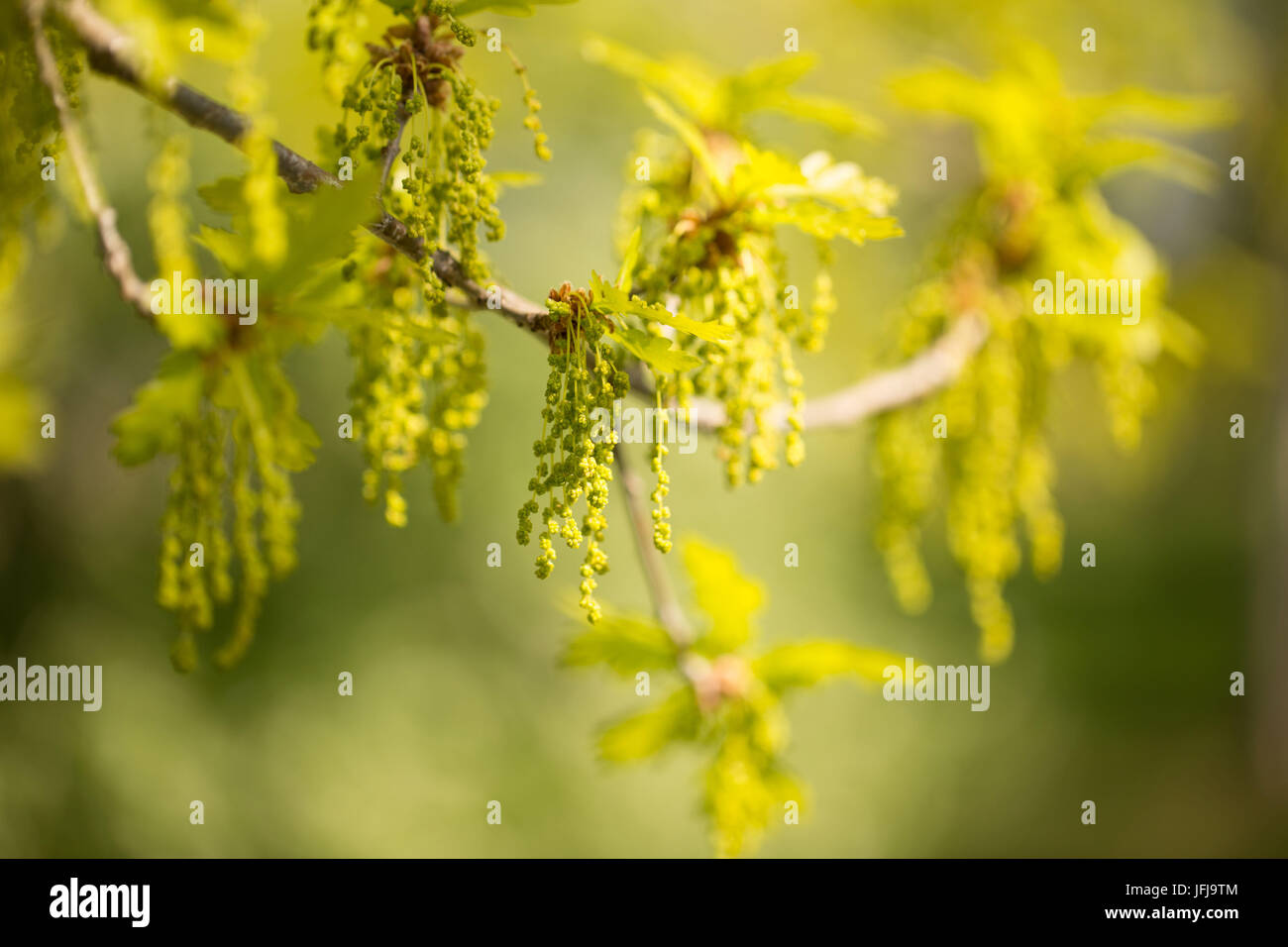 Oak blooming branch, inflorescence Stock Photo - Alamy