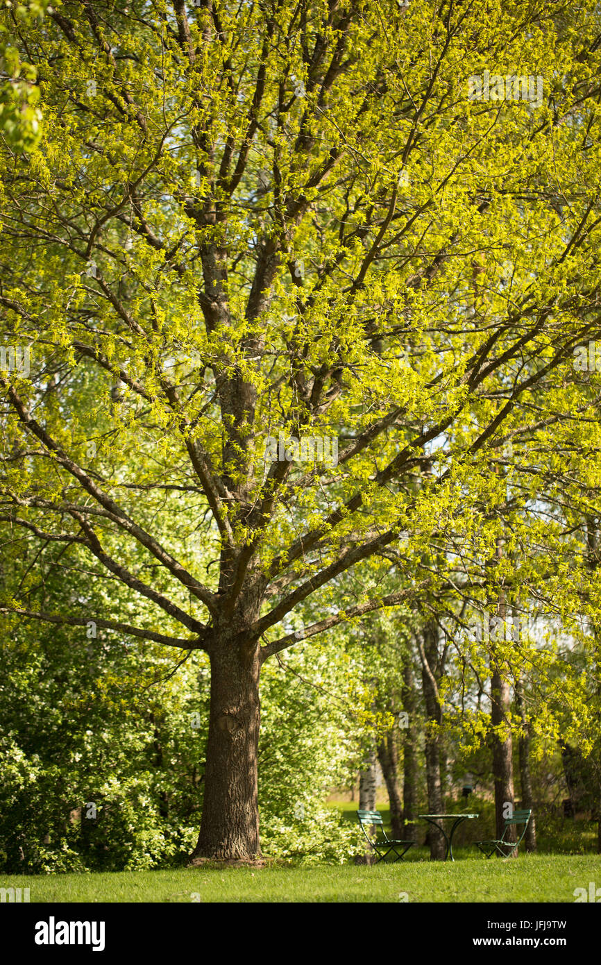Branches vertical hi-res stock photography and images - Alamy