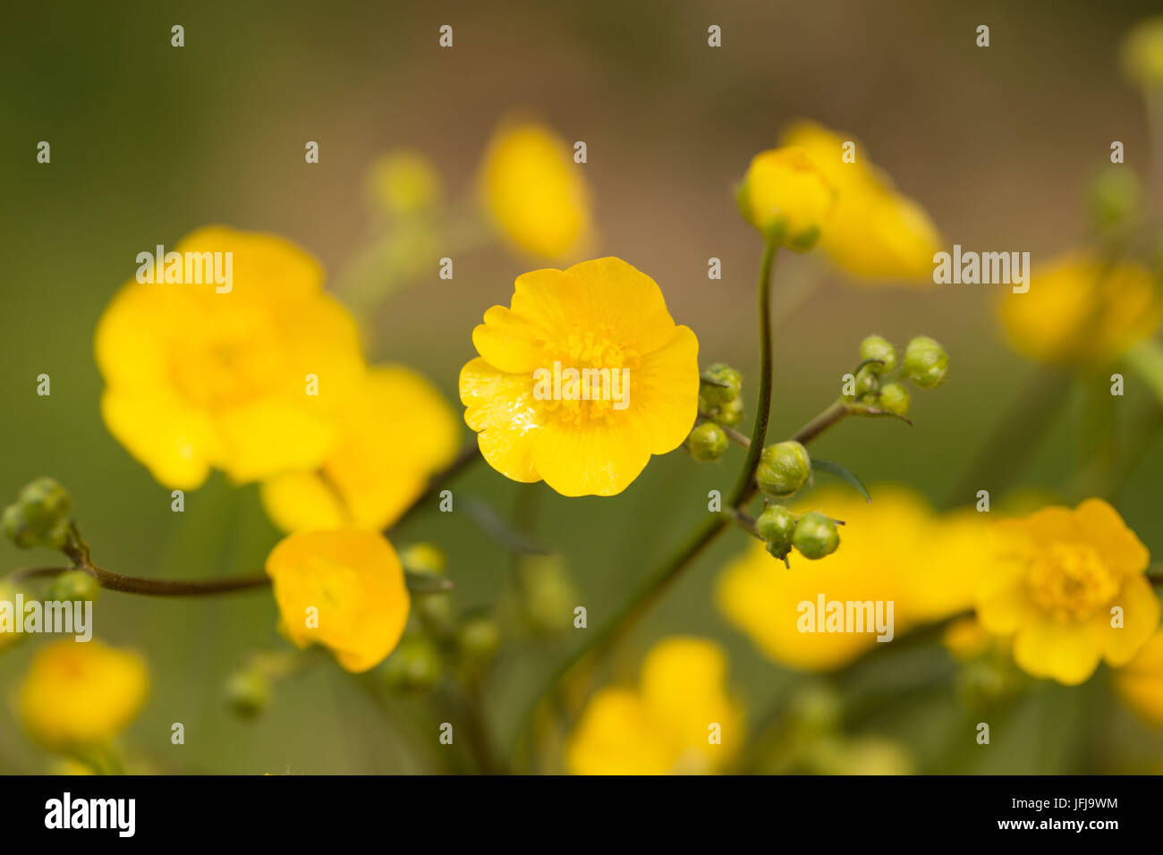 Closeup yellow buttercup flowers hi-res stock photography and images ...