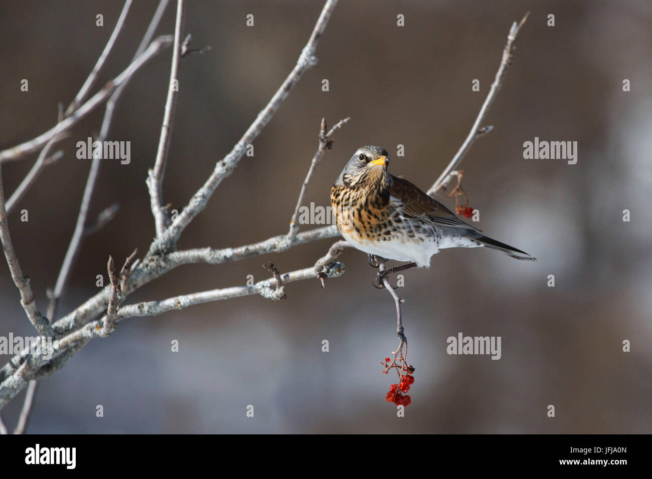 Lombardy, Italy, Fieldfare Stock Photo - Alamy