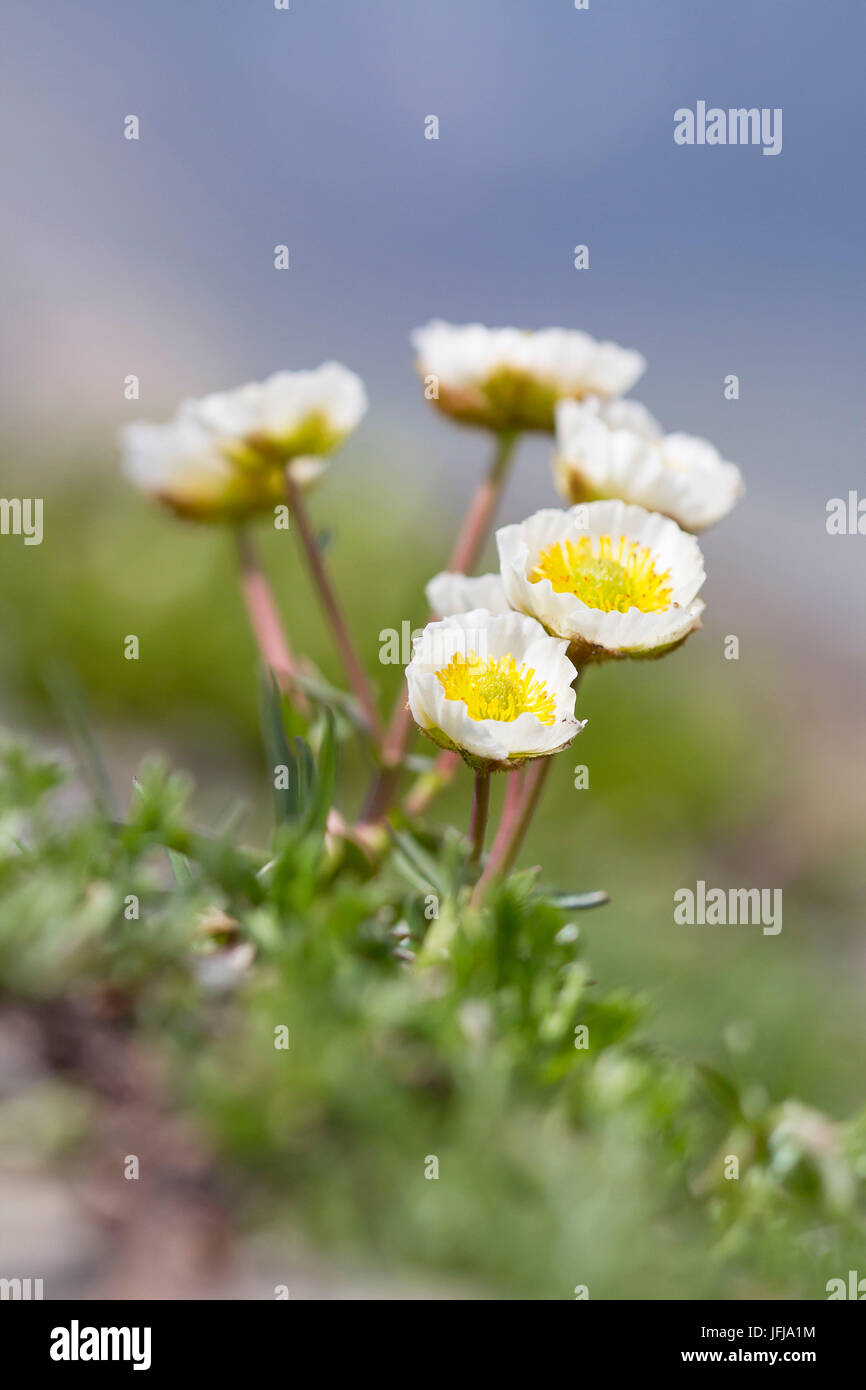 Glacier buttercup hi-res stock photography and images - Alamy