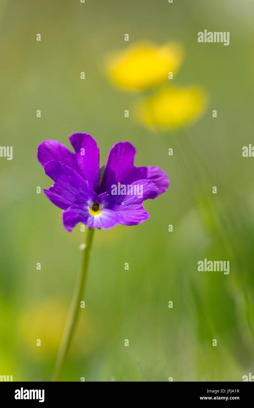 Viola culminis flower hi-res stock photography and images - Alamy
