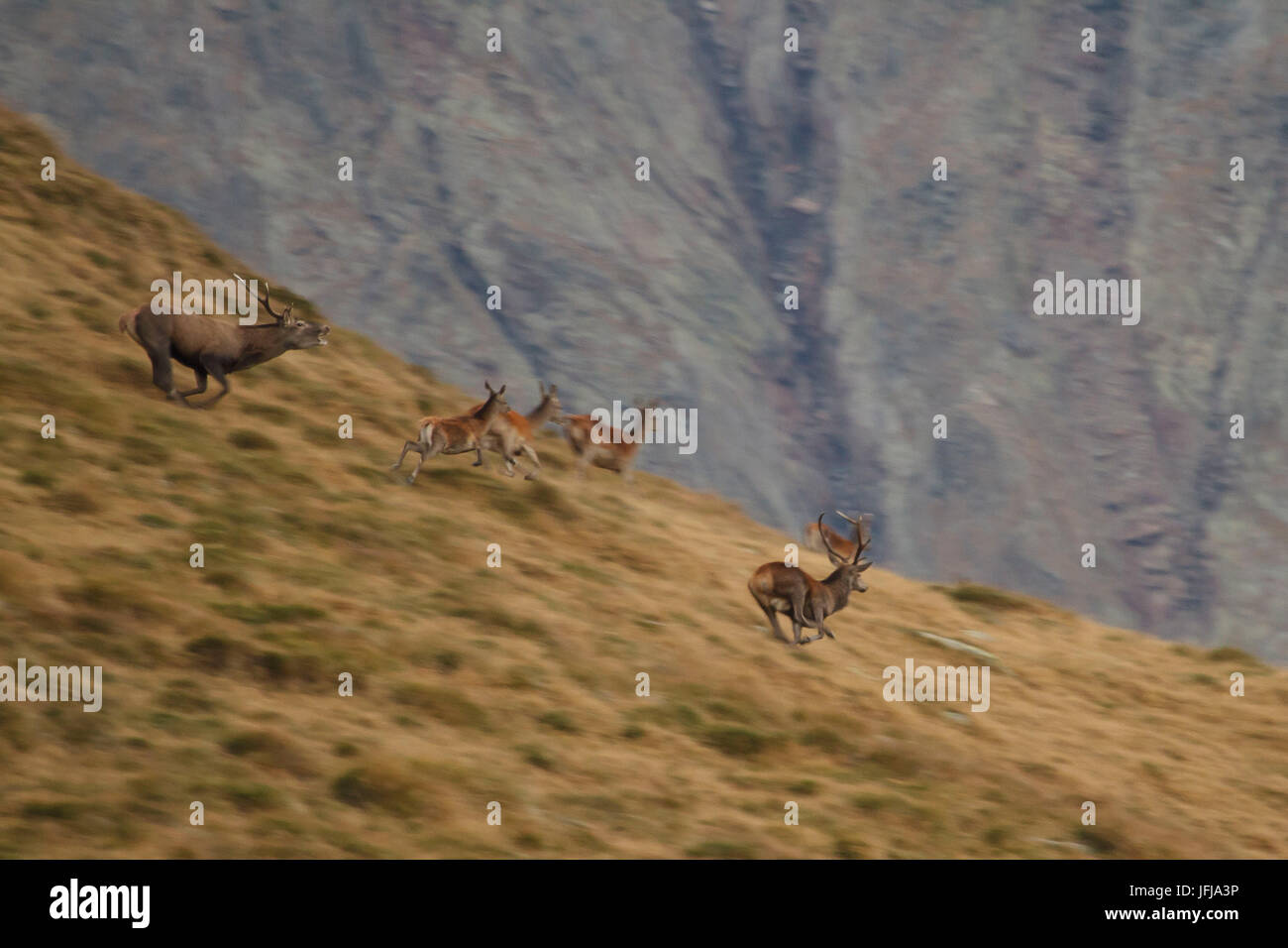 Lombardy, Italy, Red deer Stock Photo - Alamy