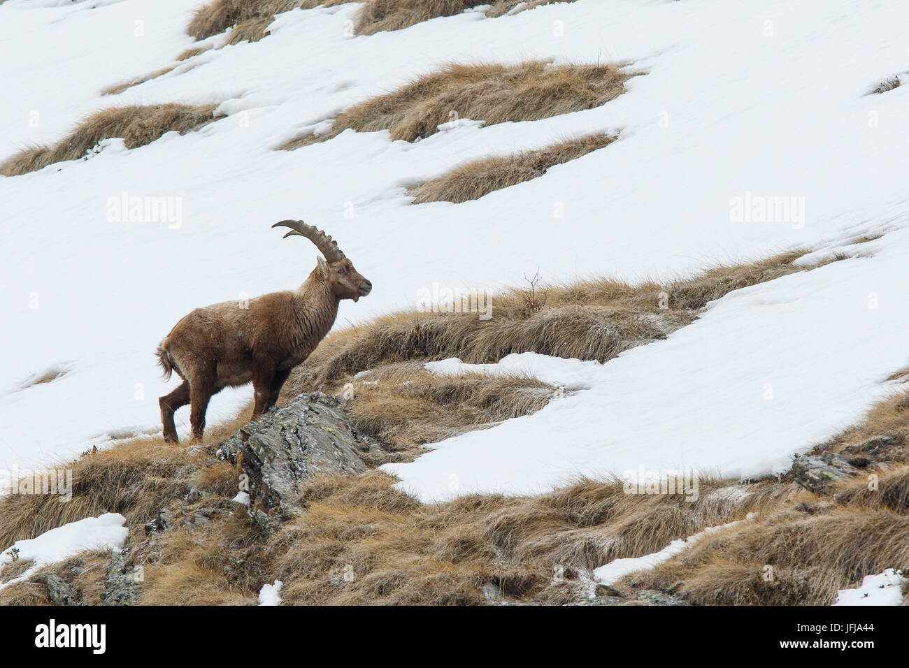 Lombardy, Italy, Ibex Stock Photo - Alamy