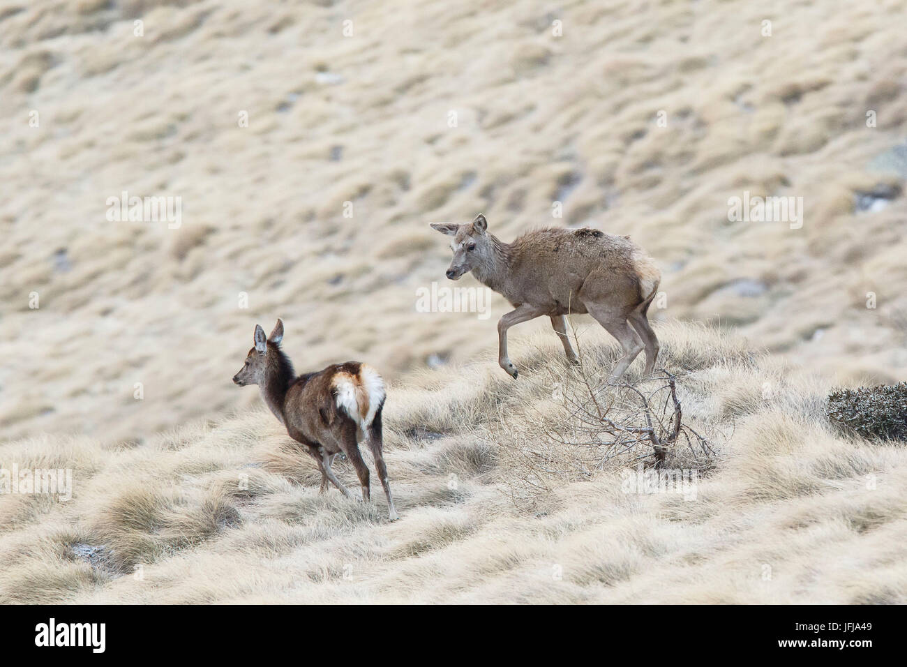 Lombardy, Italy, Red deer Stock Photo - Alamy