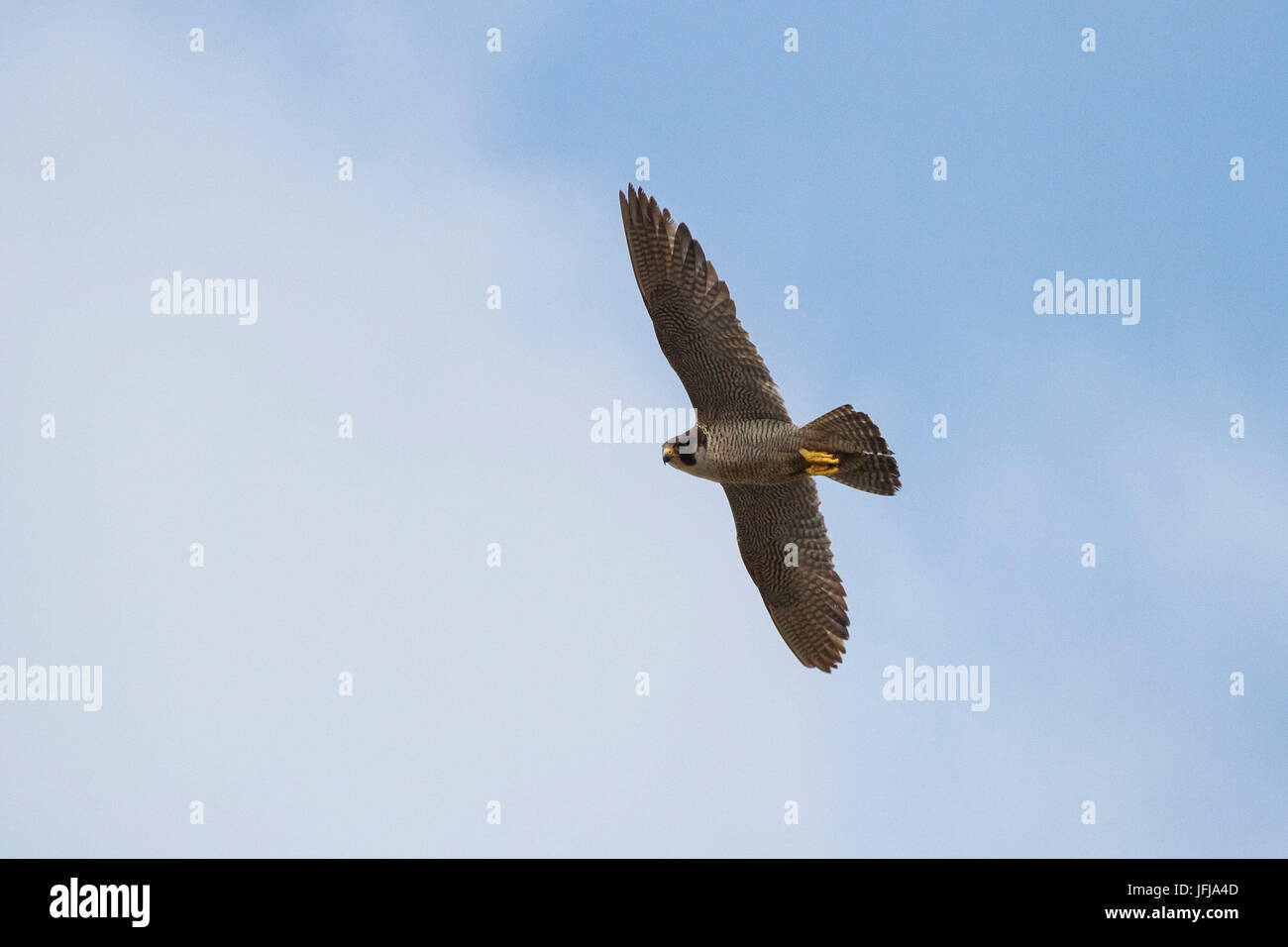 Stintino, Sardinia, Italy, Peregrine Stock Photo - Alamy