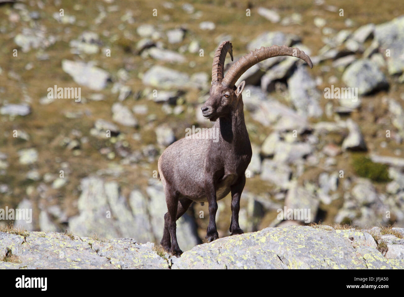 Lombardy, Italy, Ibex Stock Photo - Alamy