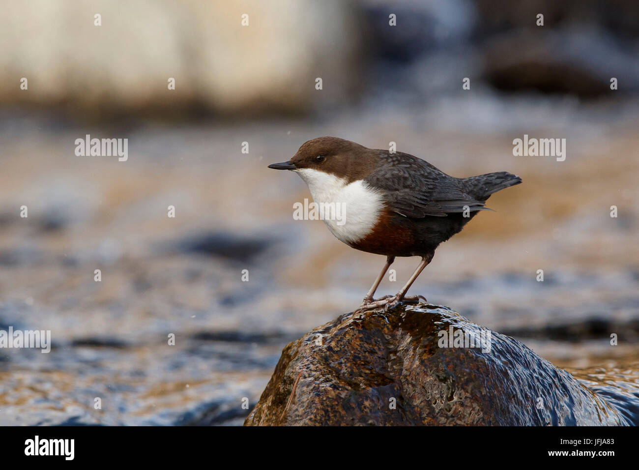 Lombardy, Italy, Dipper Stock Photo - Alamy