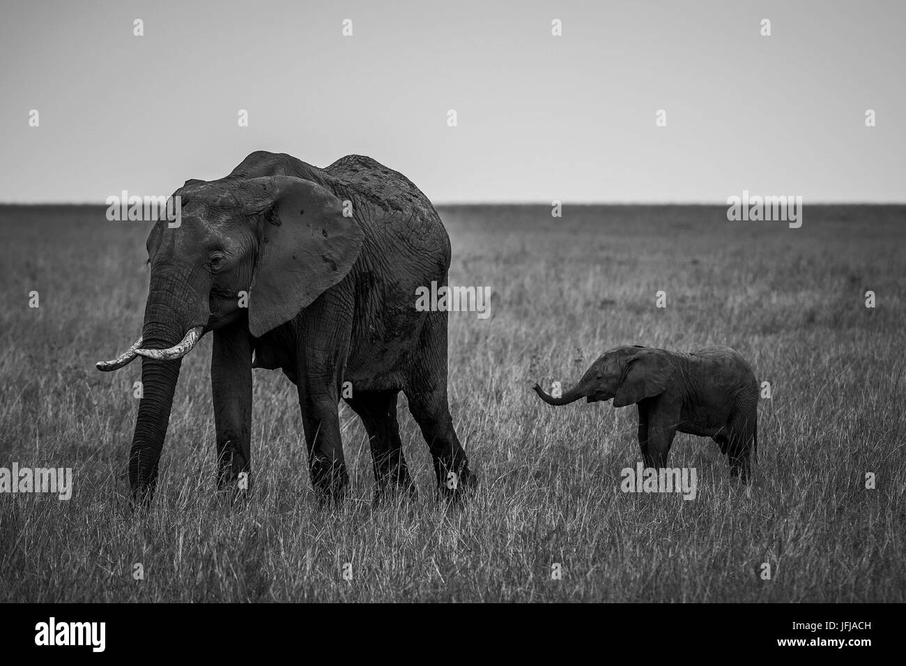 Elephant and its cub Black and White Stock Photos & Images - Alamy