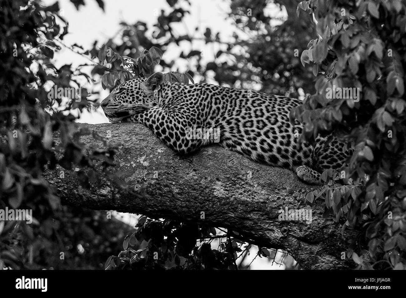 Female leopard hi-res stock photography and images - Alamy