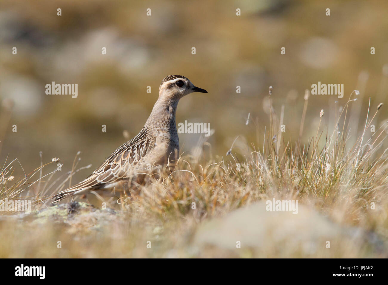 Dotterel hi-res stock photography and images - Alamy